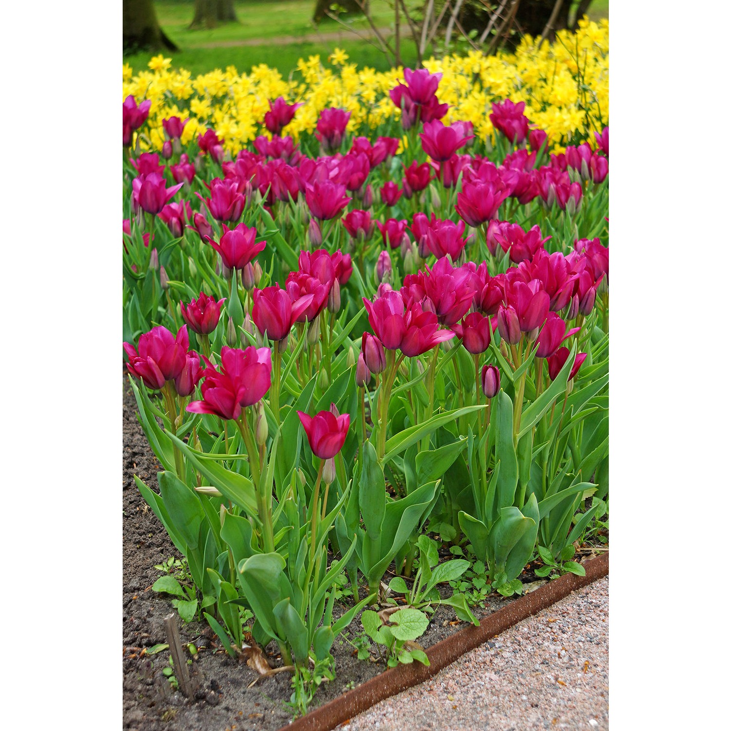 Tulip Multiflowering Night Club 6 Bulbs Ready for Planting Now in UK Autumn Outdoor Gardens