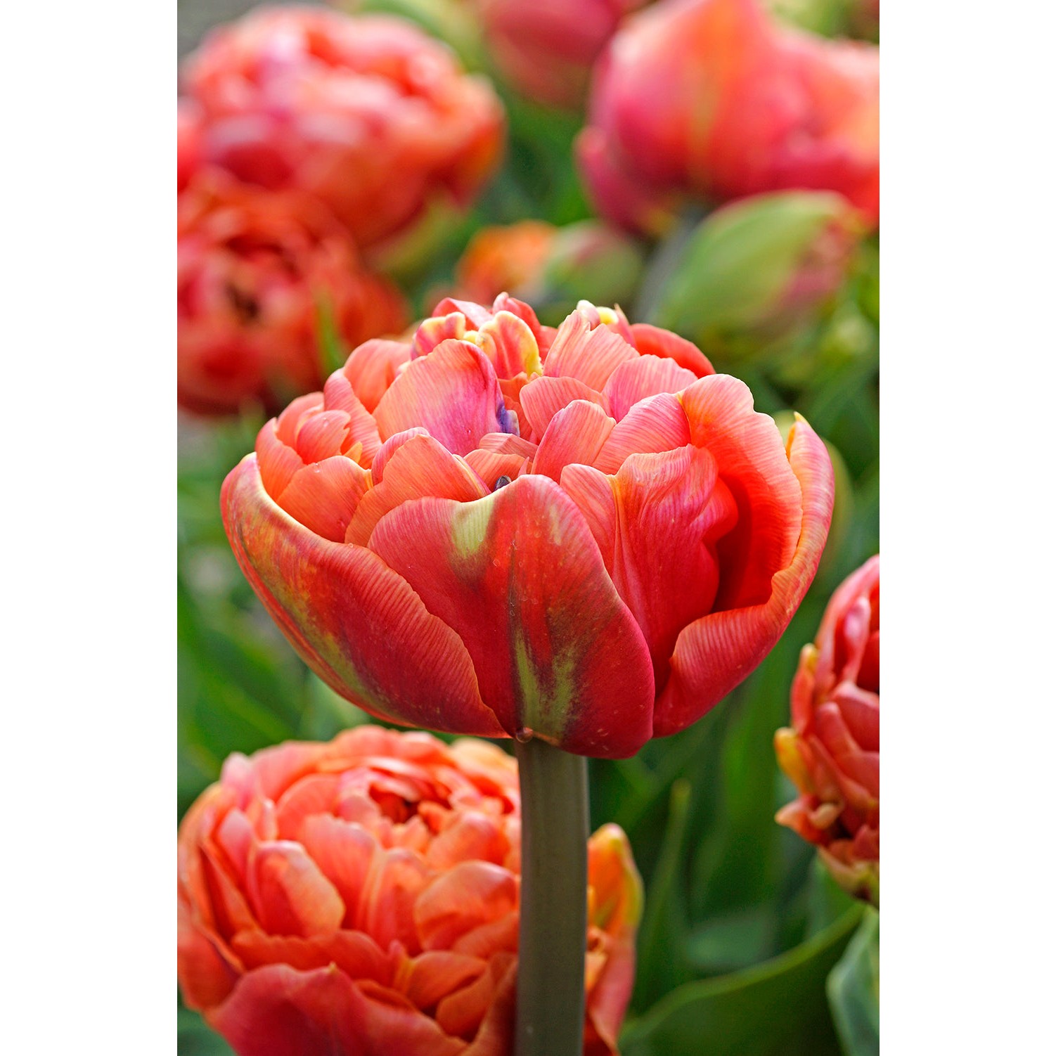 Tulip Double Late Copper Image 5 Bulbs Ready for Planting Now in UK ...