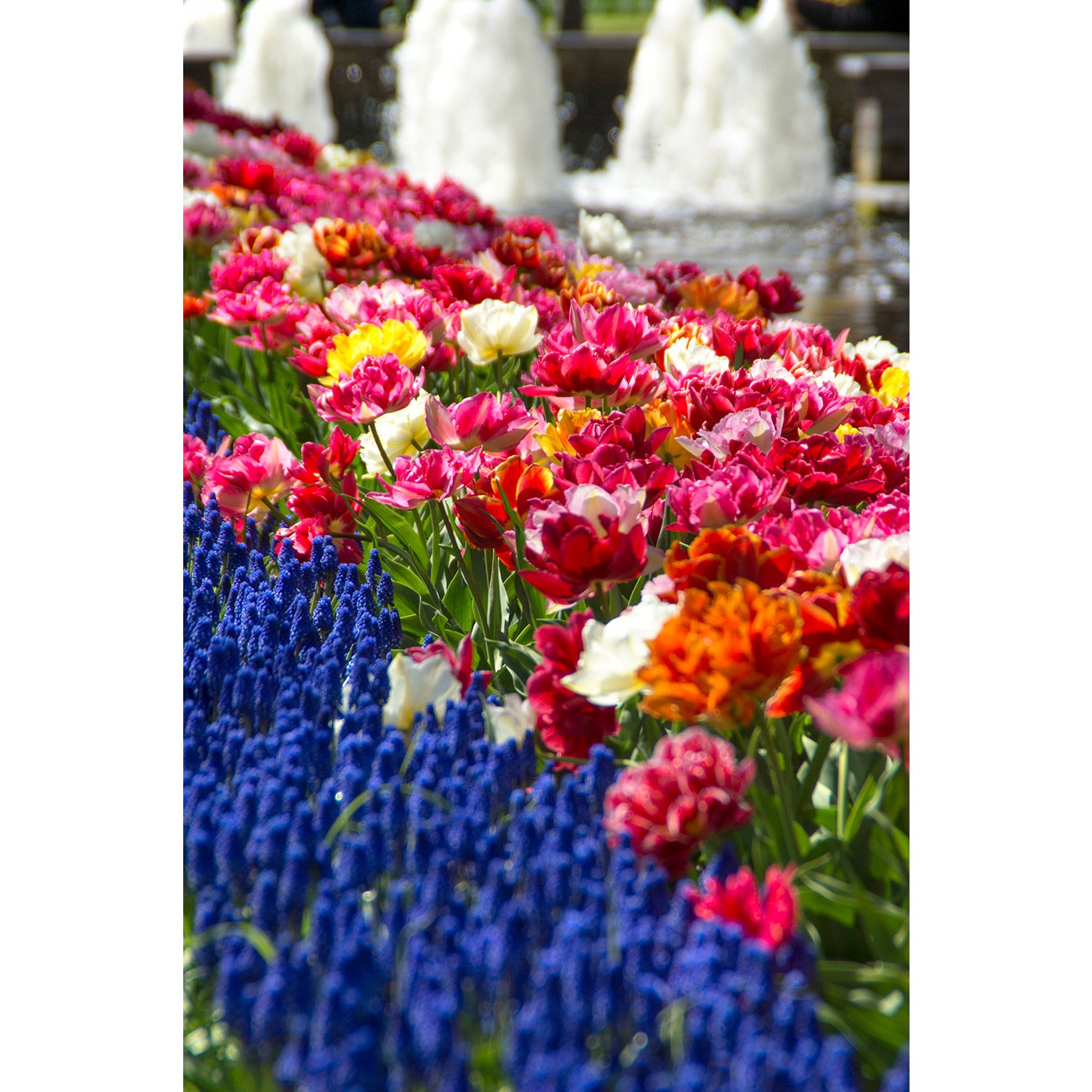 Tulip Double Late Mix 6 Bulbs Ready for Planting Now in UK Autumn Outdoor Gardens