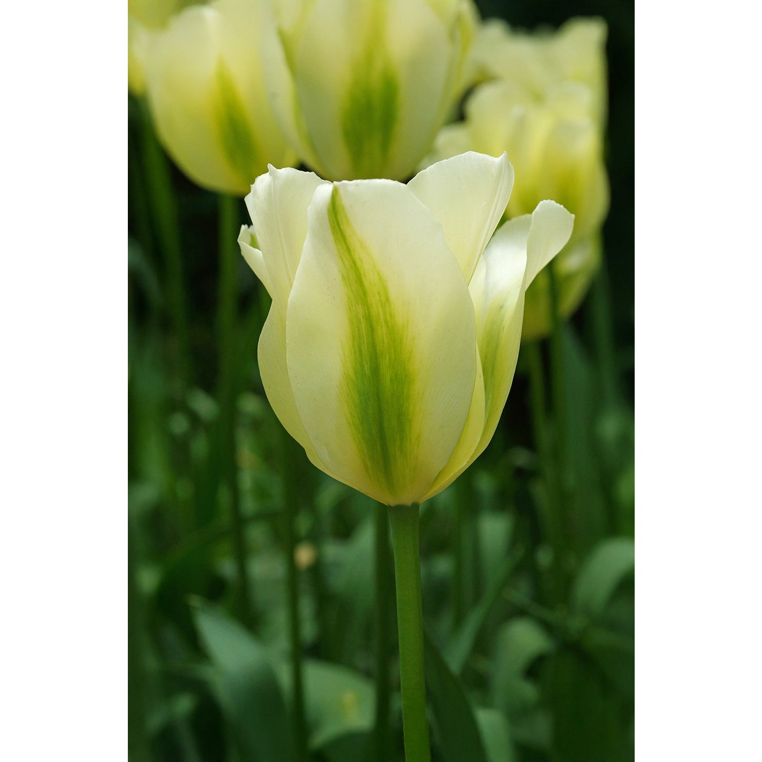Tulip Viridiflora Spring Green 6 Bulbs Ready for Planting Now in UK ...