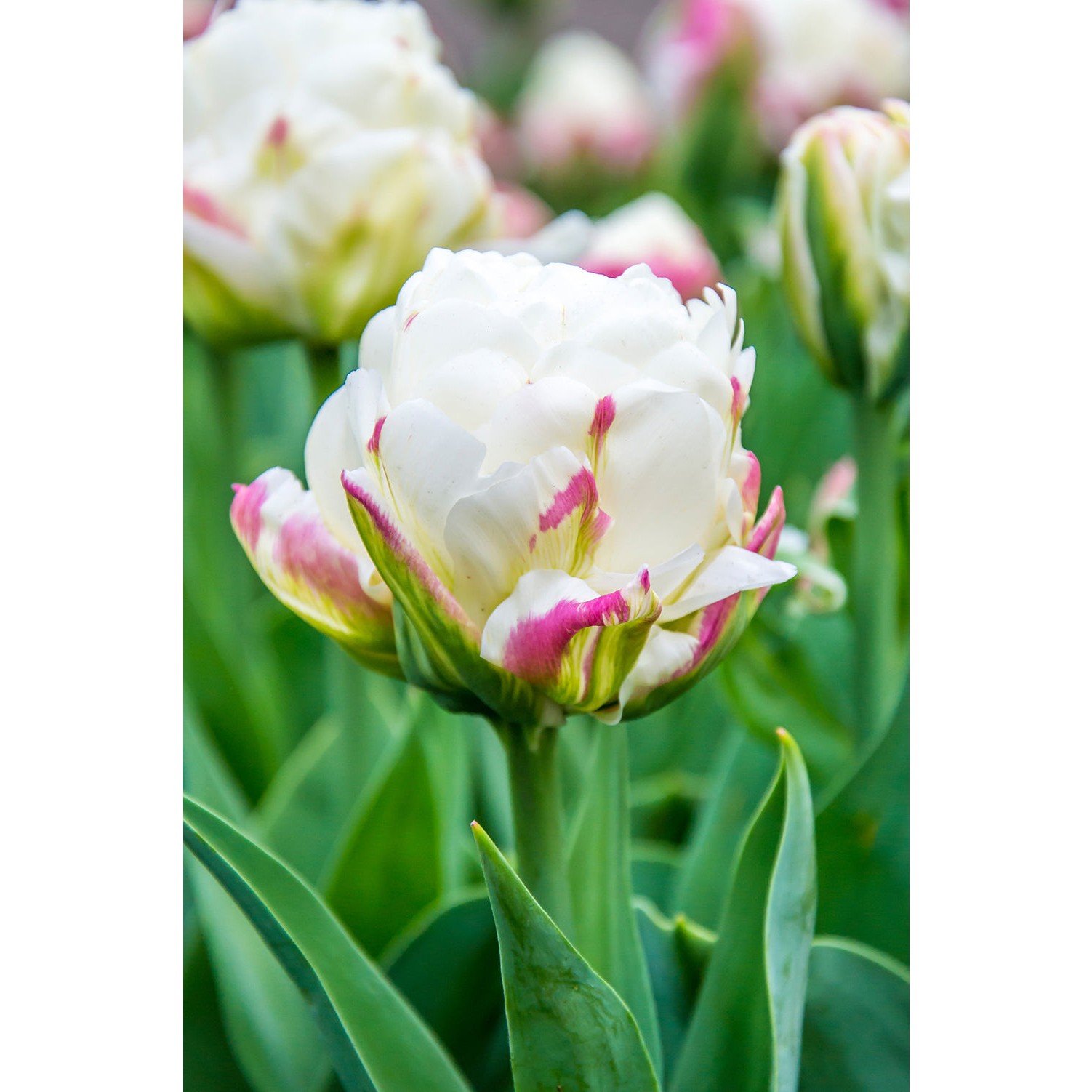 Tulip Double Late Ice Cream 6 Bulbs Ready for Planting Now in UK Autumn Outdoor Gardens