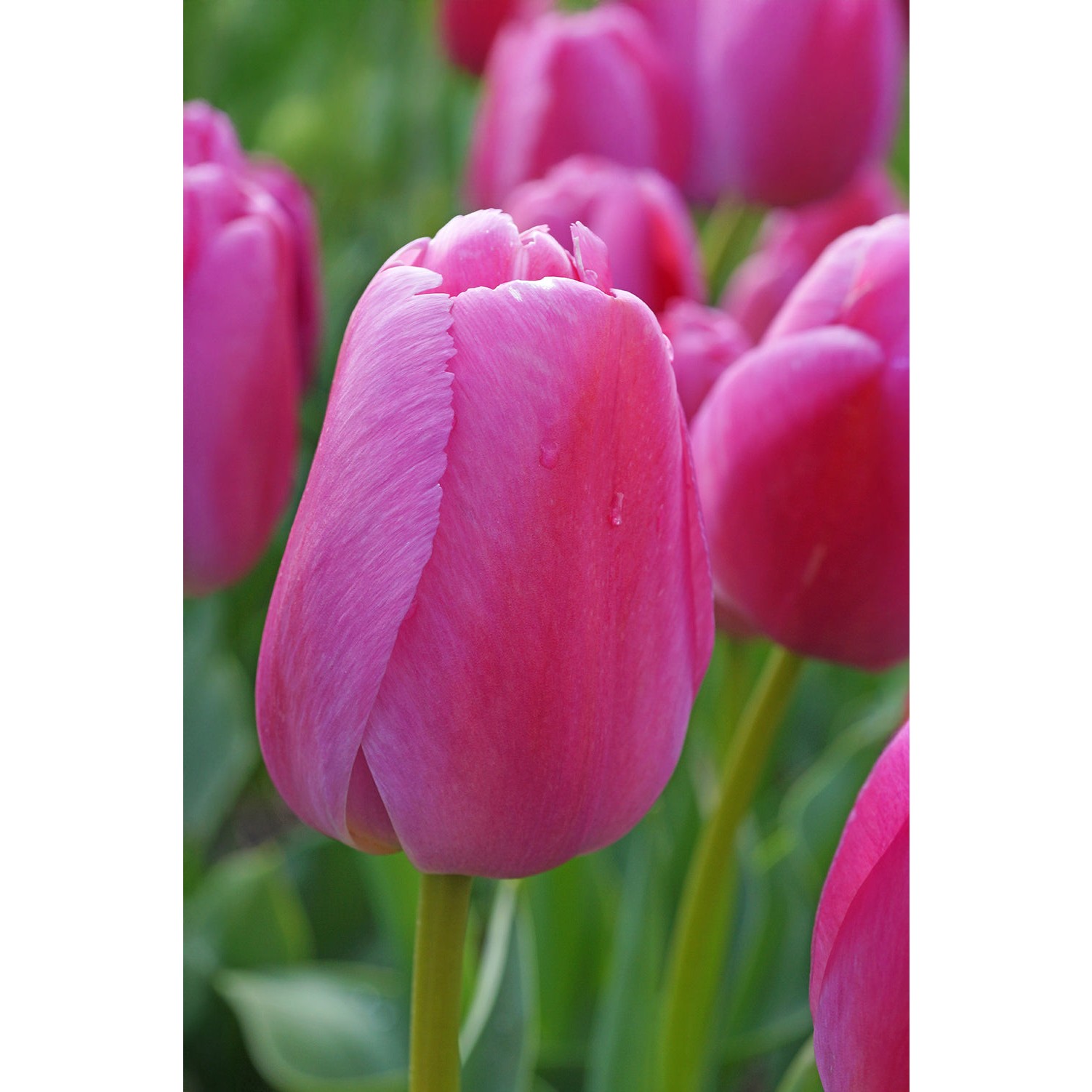 Tulip Darwin Hybride Purple Pride 6 Bulbs Ready for Planting Now in UK Autumn Outdoor Gardens