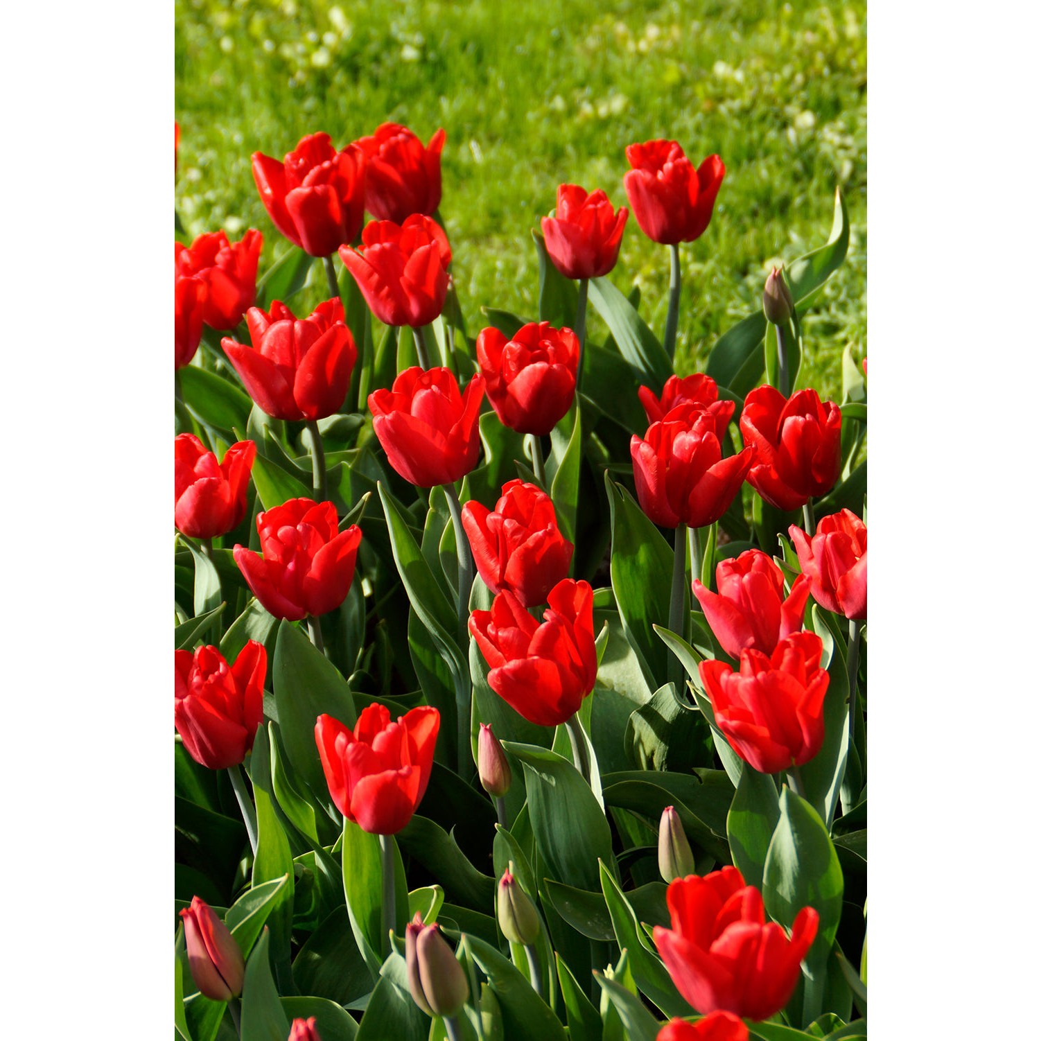 Tulip Single Early Ruby Prince 6 Bulbs Ready for Planting Now in UK Autumn Outdoor Gardens by ...