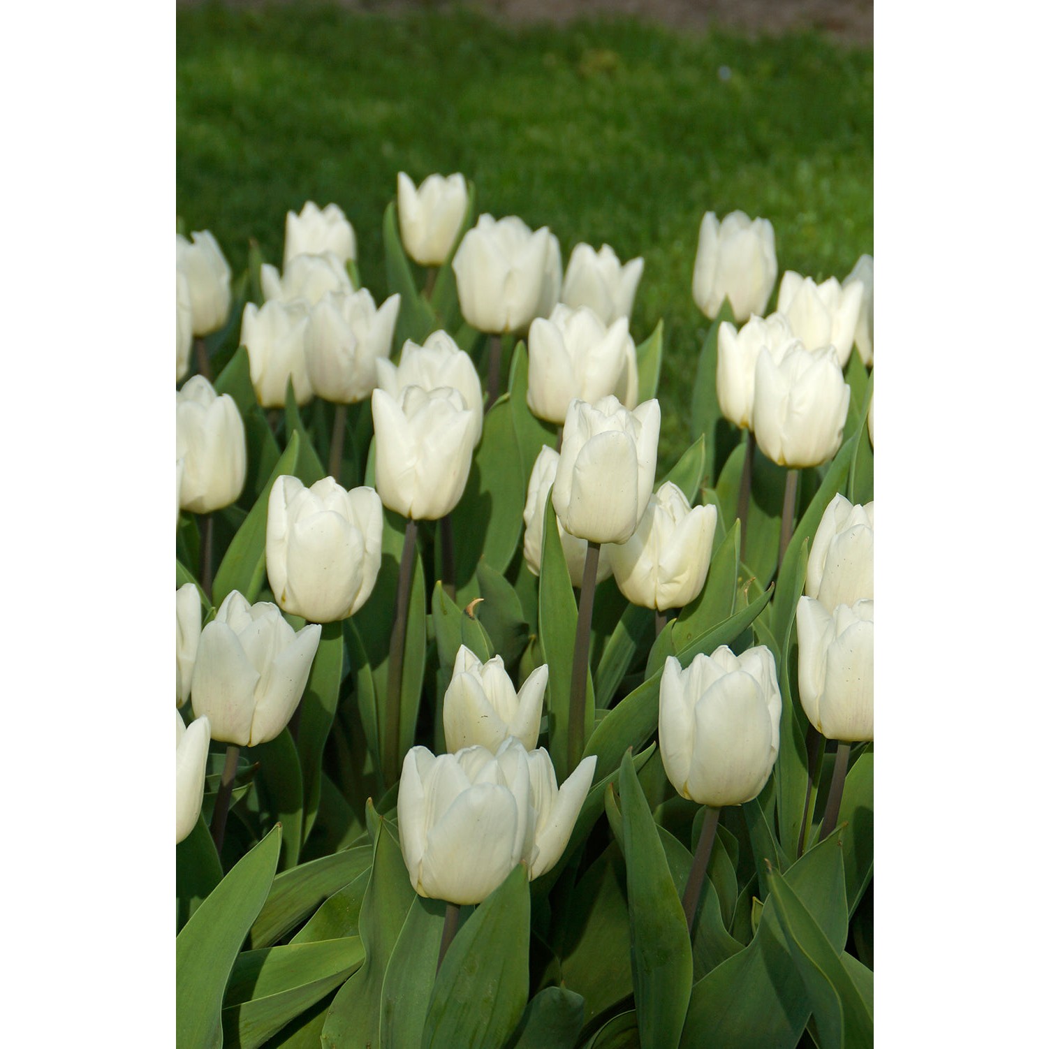 Tulip Single Early White Prince 6 Bulbs Ready for Planting Now in UK Autumn Outdoor Gardens