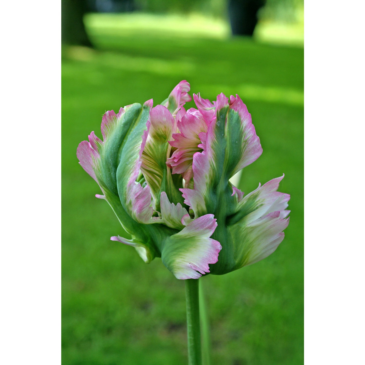 Tulip Green Wave 6 Bulbs Ready for Planting Now in UK Autumn Outdoor Gardens