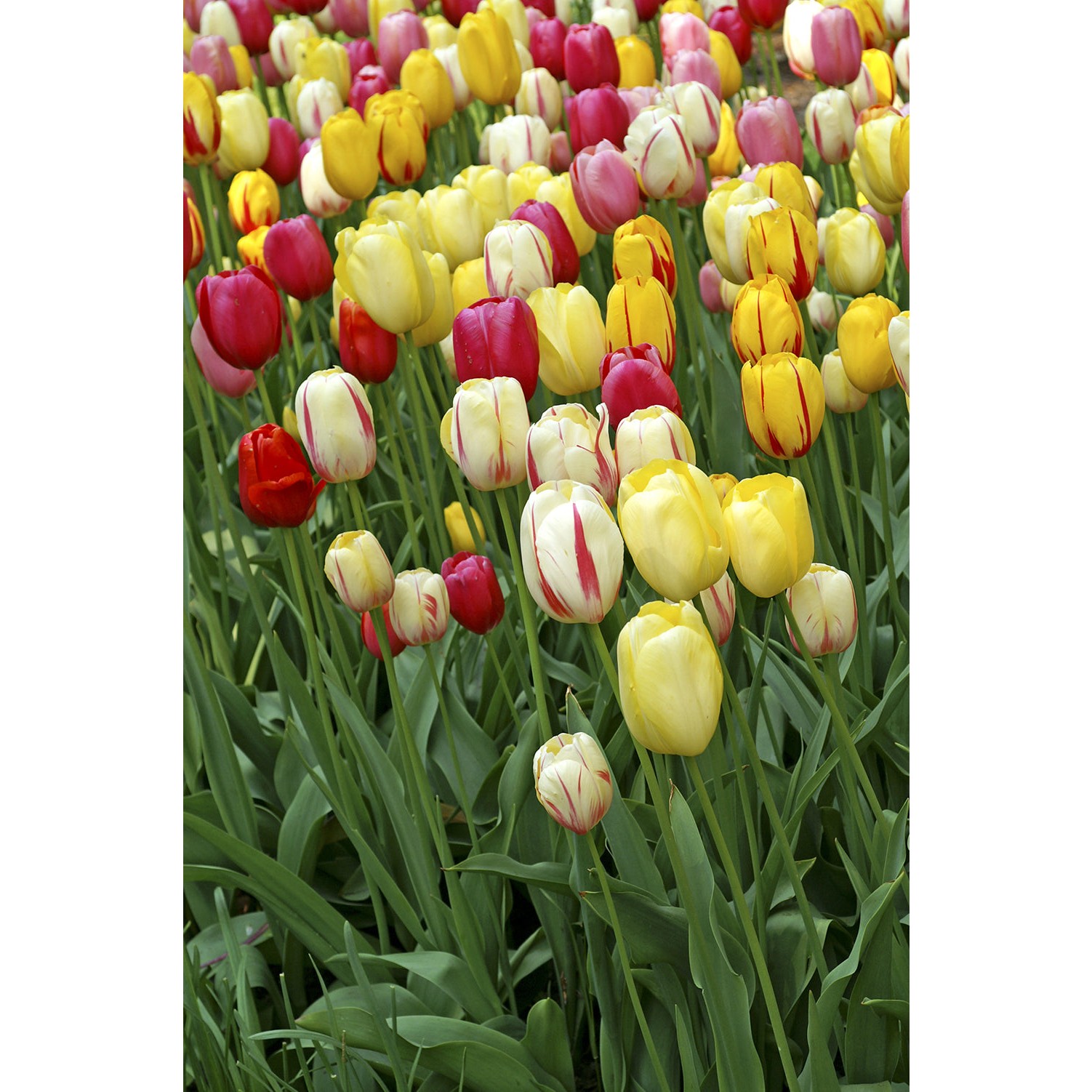 Tulip Single Late Mix 6 Bulbs Ready for Planting Now in UK Autumn ...