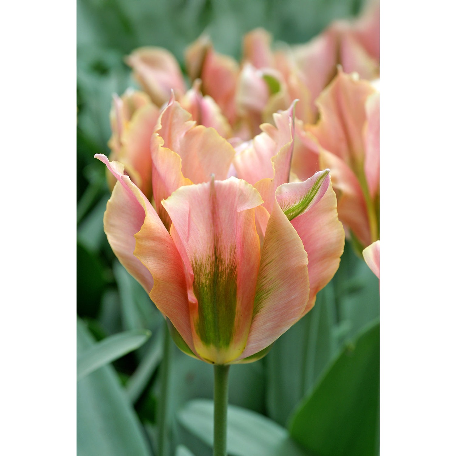 Tulip Viridiflora Artist 6 Bulbs Ready for Planting Now in UK Autumn Outdoor Gardens