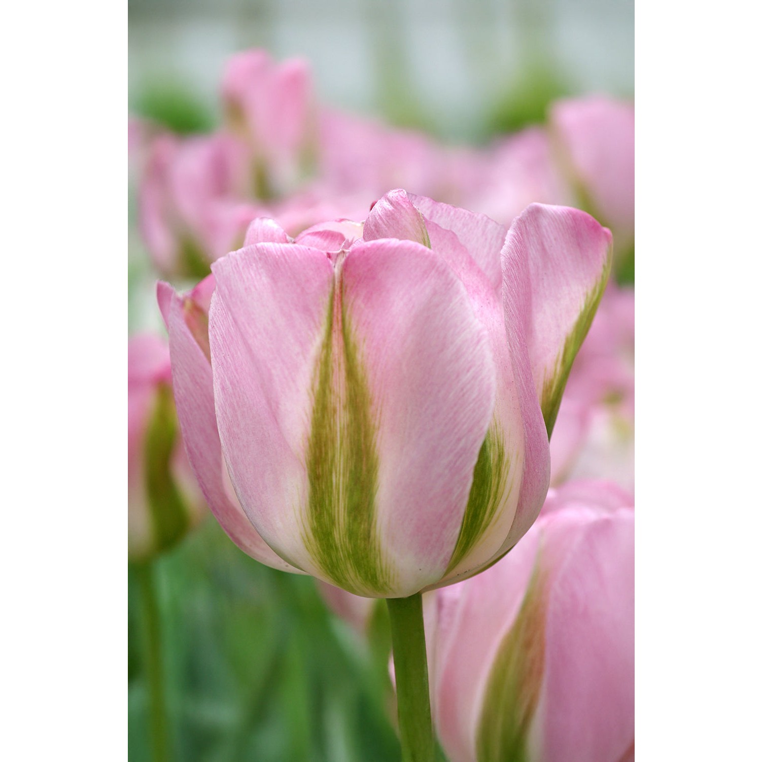 Tulip Viridiflora Groenland 6 Bulbs Ready for Planting Now in UK Autumn Outdoor Gardens