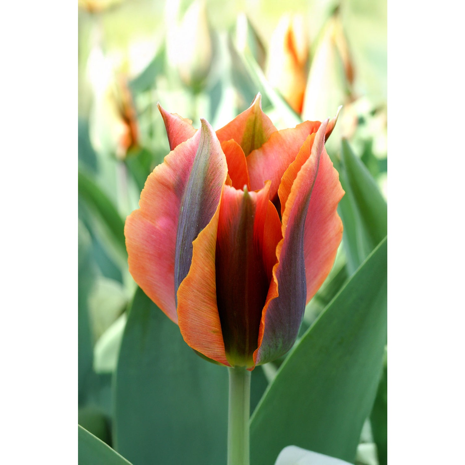 Tulip Viridiflora Artist 6 Bulbs Ready for Planting Now in UK Autumn Outdoor Gardens