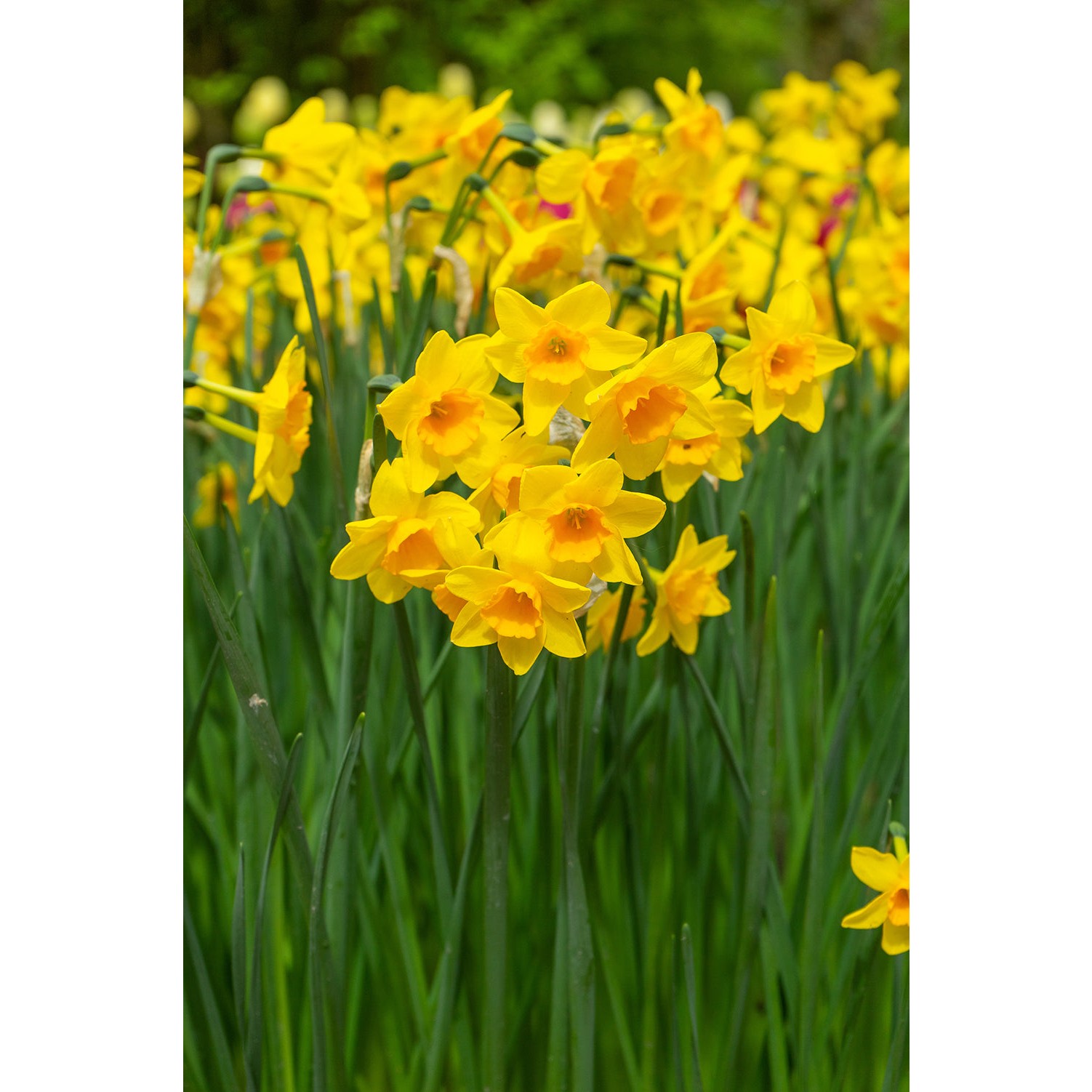 Daffodil (Narcissus) Scented Mix 35 Bulbs Ready for Planting Now in UK Autumn Outdoor Gardens