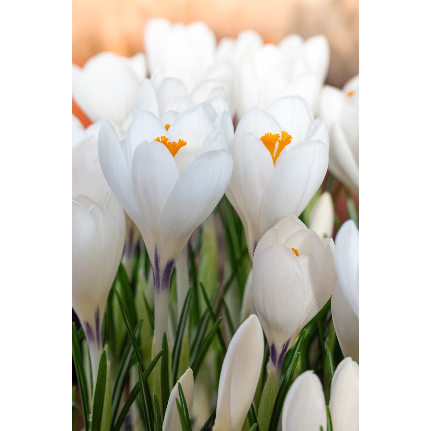 Crocus Ice Queen 10 Bulbs Ready for Planting Now in UK Autumn Outdoor ...