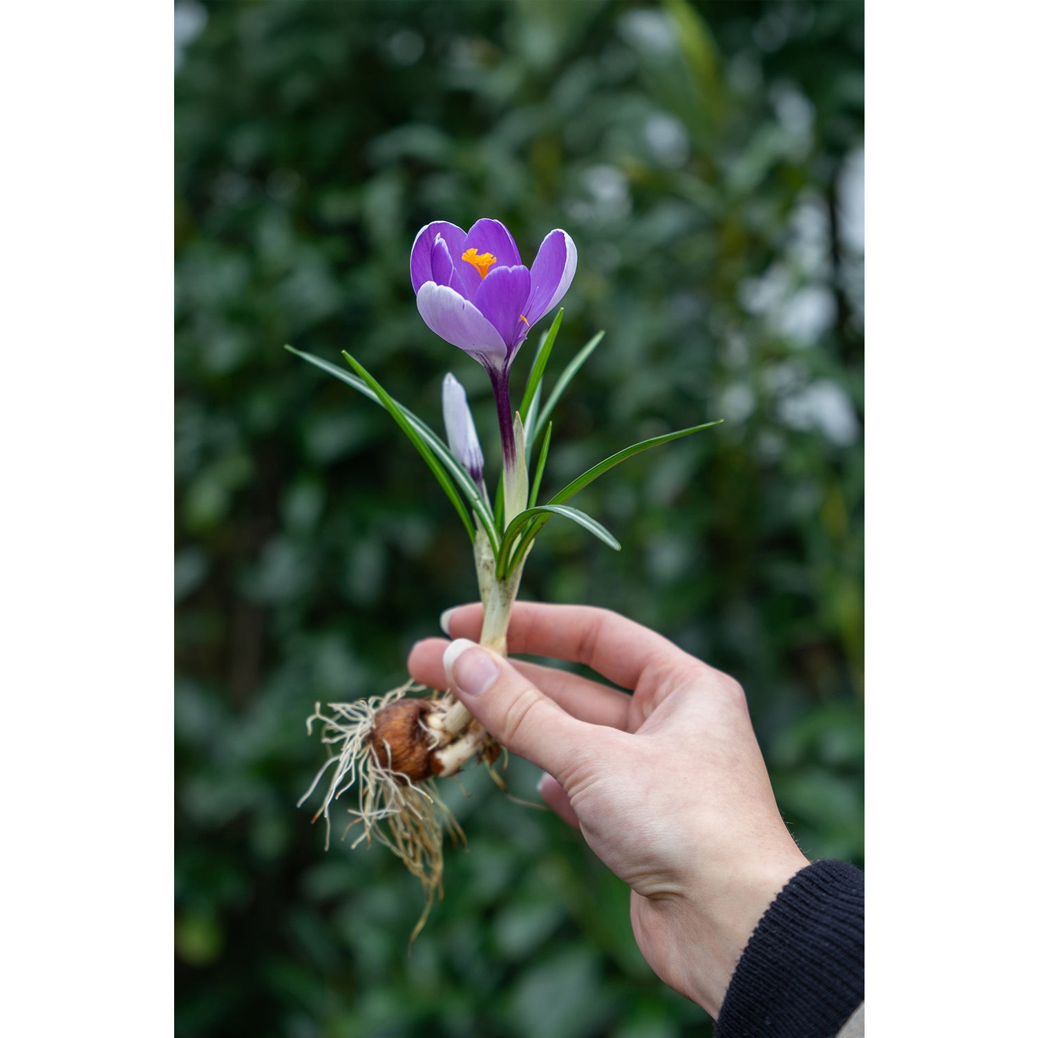 Crocus Whale Shark 15 Bulbs Ready for Planting Now in UK Autumn Outdoor ...