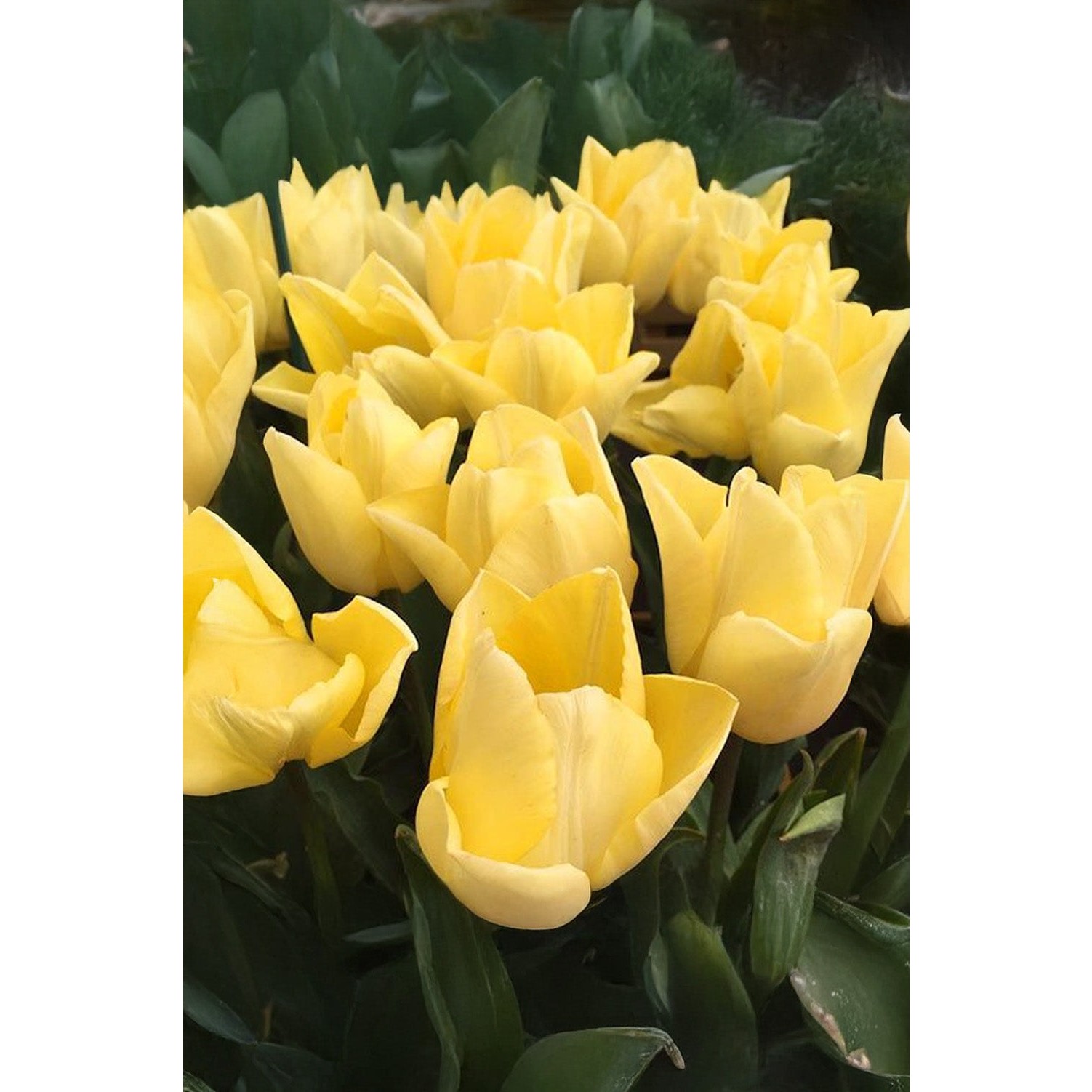 Tulip Single Early Sunny Prince 6 Bulbs Ready for Planting Now in UK Autumn Outdoor Gardens by ...