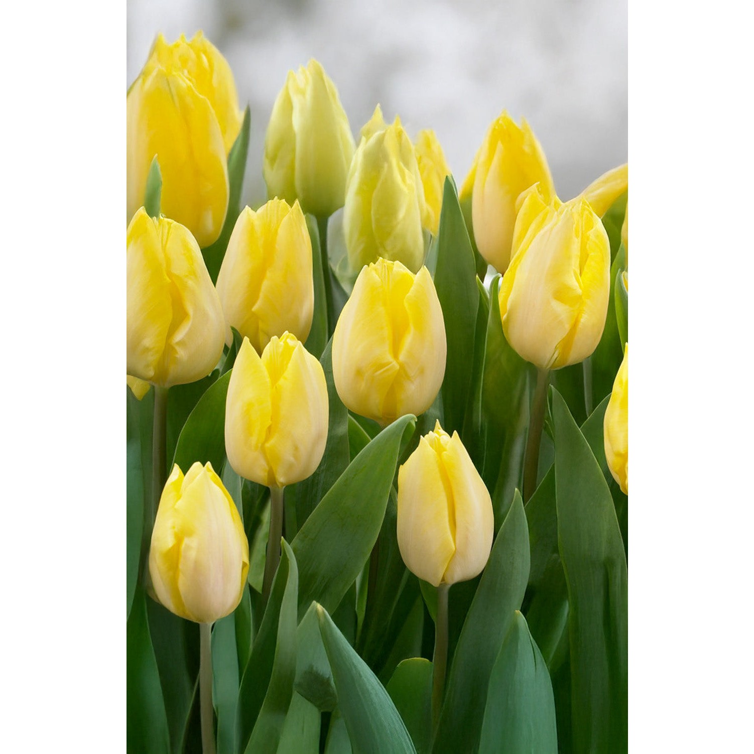 Tulip Single Early Sunny Prince 6 Bulbs Ready for Planting Now in UK Autumn Outdoor Gardens by ...