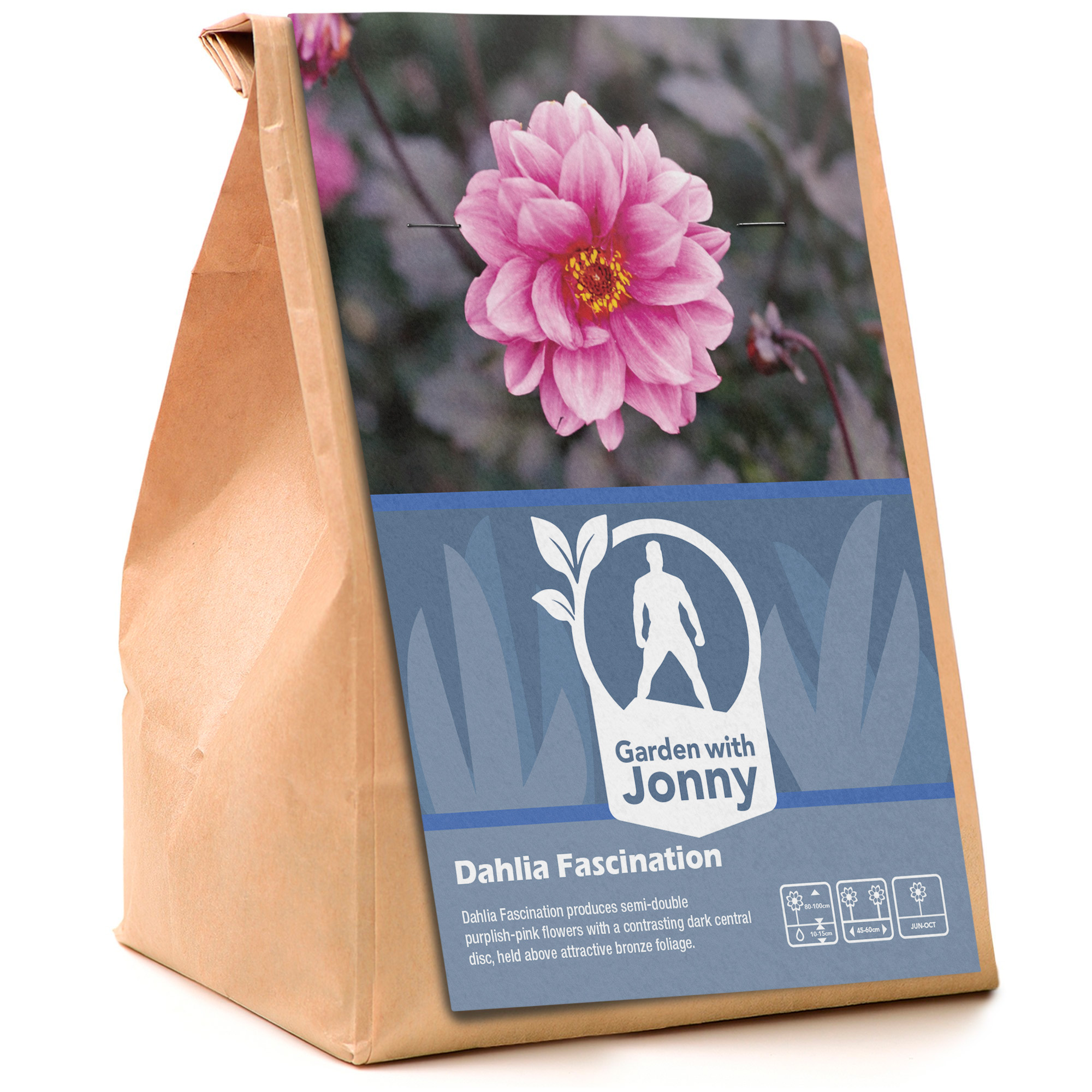 Dahlia Fascination Bulb for Planting | Bright Pink Summer Flowers with ...