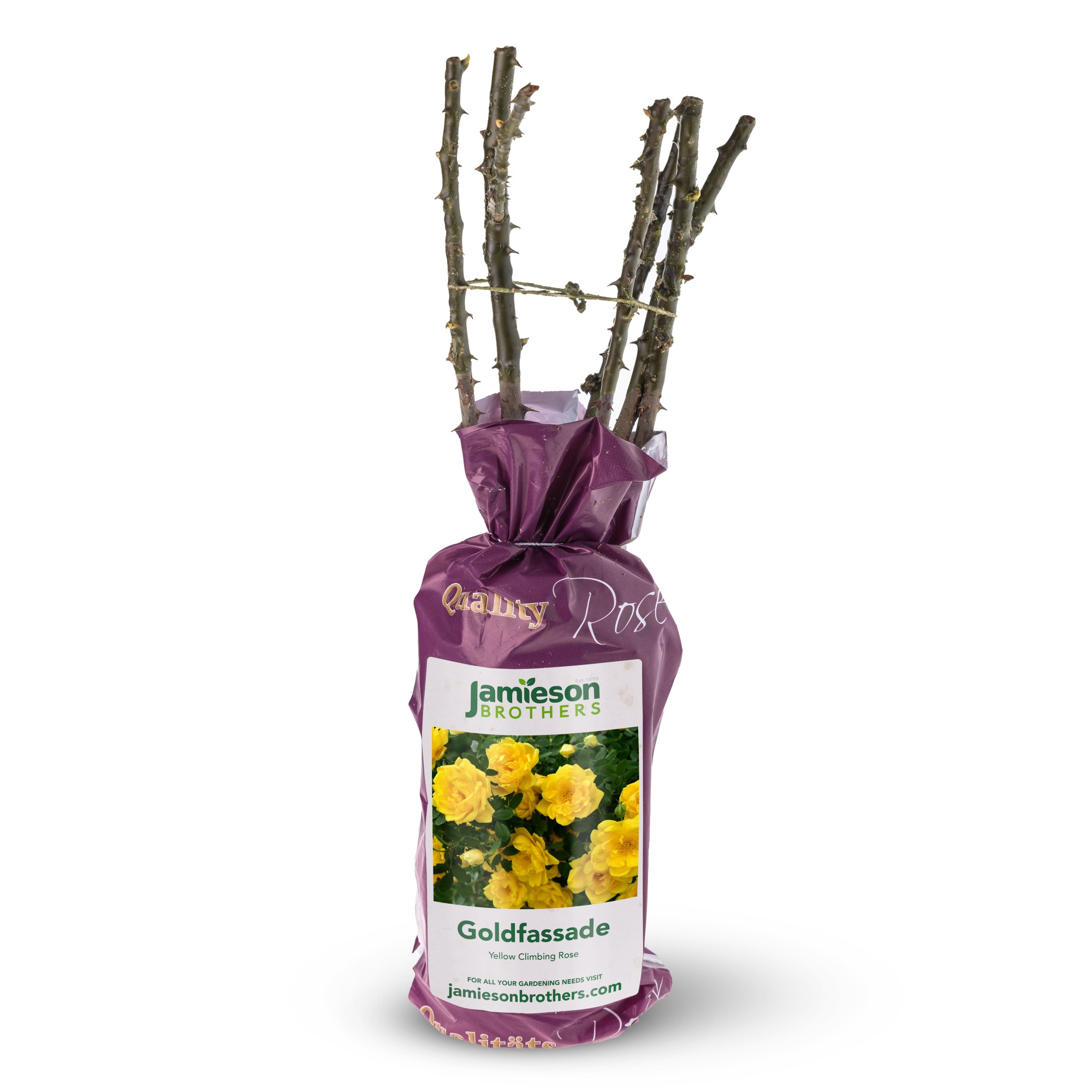 Climbing Rose - Goldfassade, bare rootball by Jamieson Brothers