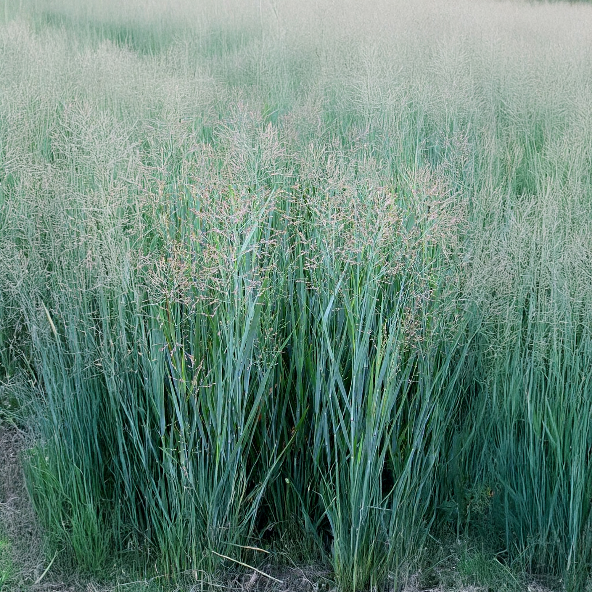 Panicum Virgatum Prairie Sky (Panicum Virgatum) 1x Spring Planting ...