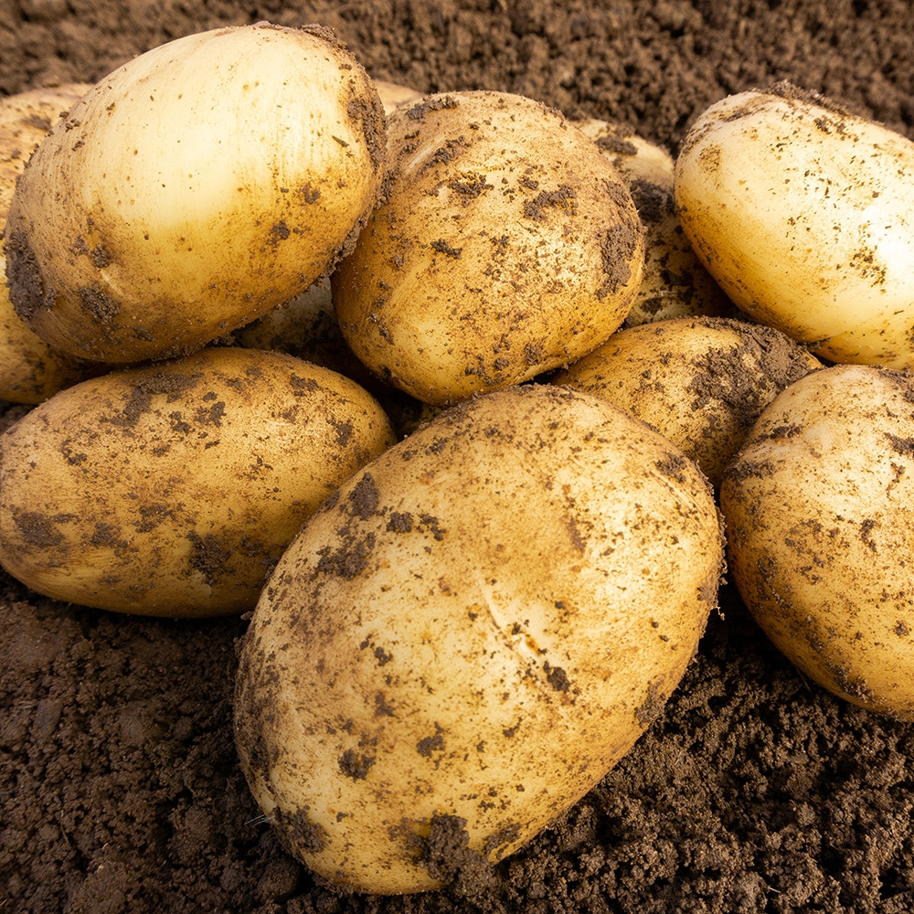 De Ree UK Seed Potatoes 2kg for sale online | eBay