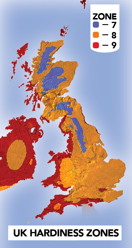 Flower Bulbs UK | Flower Tubers | Flower Bulbs for Sale | Anemone ...